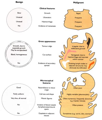 Surgical Intro To Neoplastic Process Flashcards Quizlet
