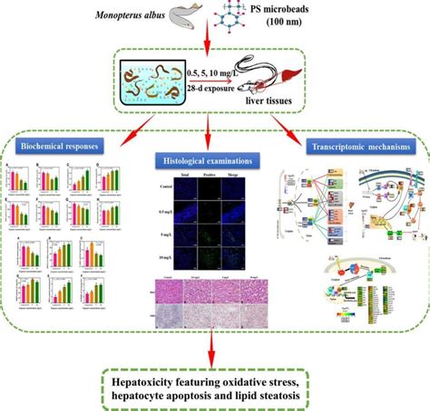【派森诺项目文章】if9 8！湿实验 Mrna测序，联合探究微塑料对黄鳝的生态毒理学影响 知乎