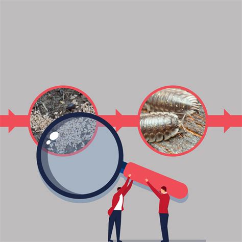 Rolly Polly Bug Life Cycle Roly Poly Bug Wall Art For Sale Redbubble