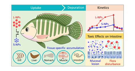 Structural Adaptation Of Tilapia Fish At Frank Stephine Blog