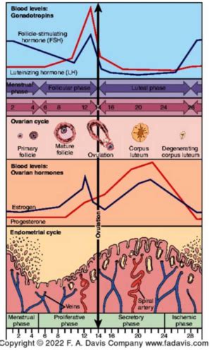 Sexual Maturation And Male Reproductive System Flashcards Quizlet