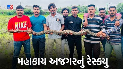 Surat શેરડીના ખેતરમાંથી મહાકાય અજગરનું કરાયું રેસ્ક્યુ જુઓ Video Gujarati News Surat Giant