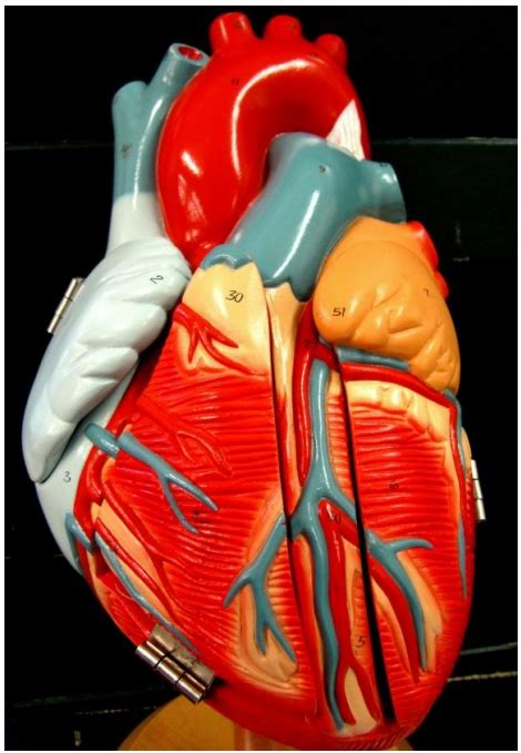 Heart Identification 3 Diagram Quizlet