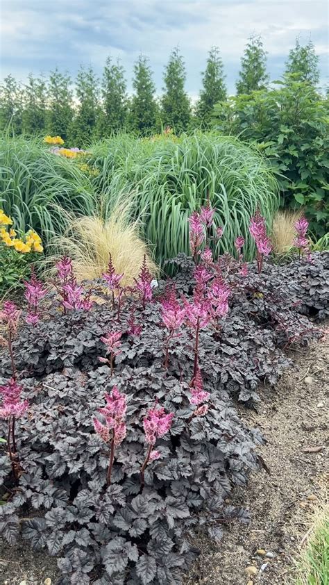 Deep Maroon Flowering Perennials