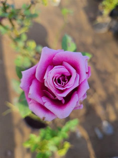 Pink Rose R Flower