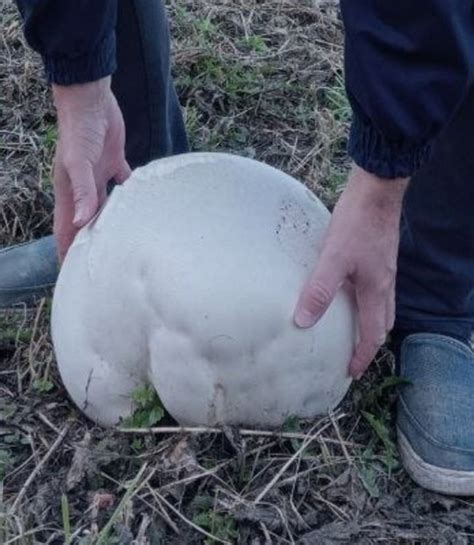 Гигантский гриб обнаружил в лесу житель Арзамаса Информационное
