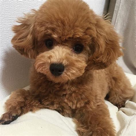 かわいいトイプードルの写真