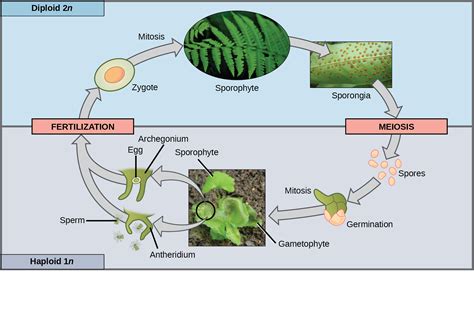 Biology 2e Biological Diversity Seedless Plants Seedless Vascular