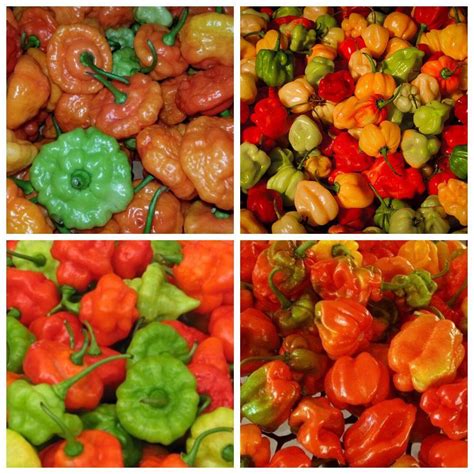 What Are Aji Dulces And How To Use Them Cook Plate Fork