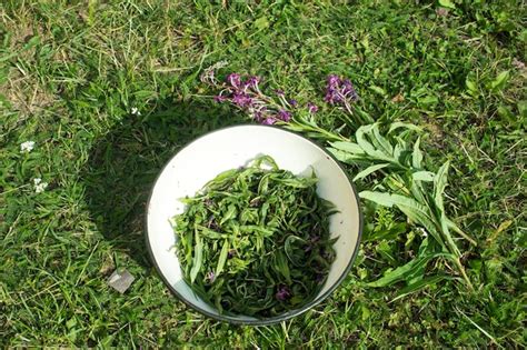 Premium Photo Process Of Fermentation Of Tea Manual Processing Ivan