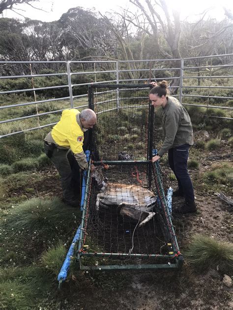 Carcass Provisioning In Alpine Australia Cwrt