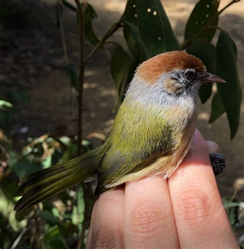 ml608945385 gray eyed greenlet macaulay library