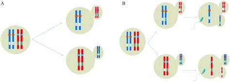 Segregation With And Without Cross Over A Normal Segregation Without