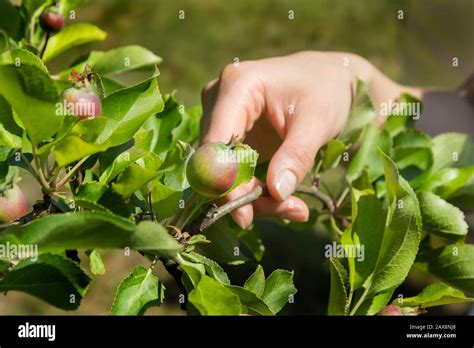 The Womans Hand Holds A Young Apple Tree Branch With A Young Growing