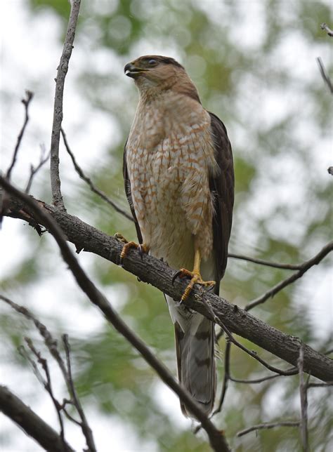 Coopers Hawk At Jenny Abate Blog