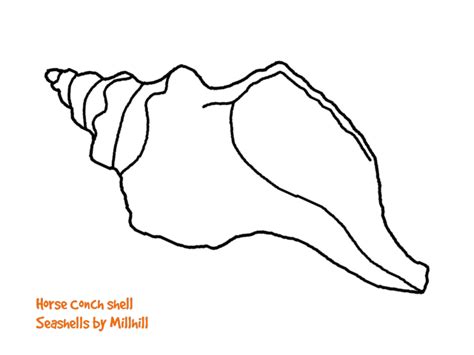 Conch Shell Drawing At PaintingValley Com Explore Collection Of Conch Shell Drawing