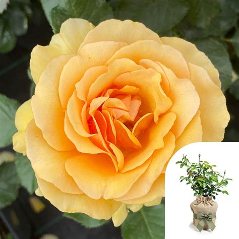 T Wrapped Harkness Rose Emerald Wedding 55th Anniversary ® World