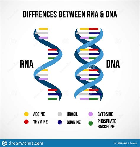 Differences Between Dna And Rna Vector Scientific Icon Spiral Of DNA And RNA Illustration About