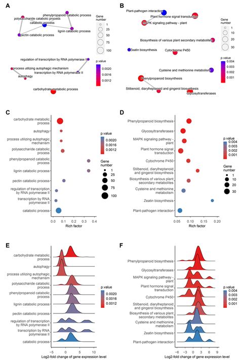 Enrichment Analysis Of Degs Based On The Functional Annotation From