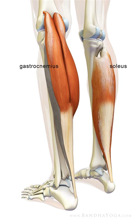 Soleus Muscle Vs Gastrocnemius At Ronald Pearsall Blog