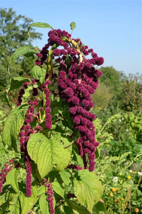 Amaranth Is Cultivated As Leaf Vegetables Cereals And Ornamental