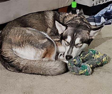 Just Joined This Group Maybe To Days Ago So Here Is My Two Year Old