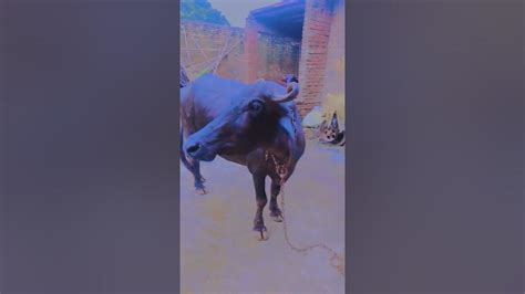 Befellow 😎 Song Expression Youtube