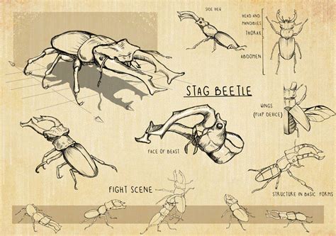 Beetle Wings Anatomy