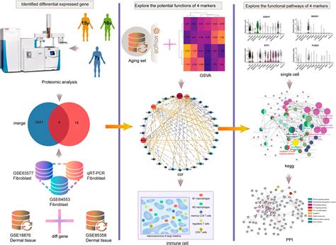 Frontiers Identification Of Four Biomarkers Of Human Skin Aging By