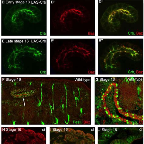 Model Outlining Interactions Between Cell Polarity Proteins Before