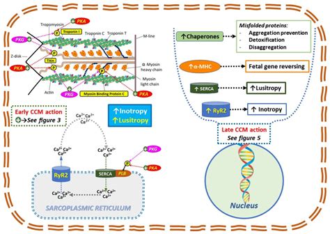 Schematic Representation Of Early And Late Onset Effects On Ccm