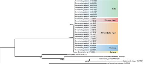 maximum likelihood ml tree inferred from the cytochrome c oxidase