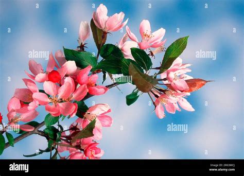 apple blossoms plants pink spring landscape horizontal branch