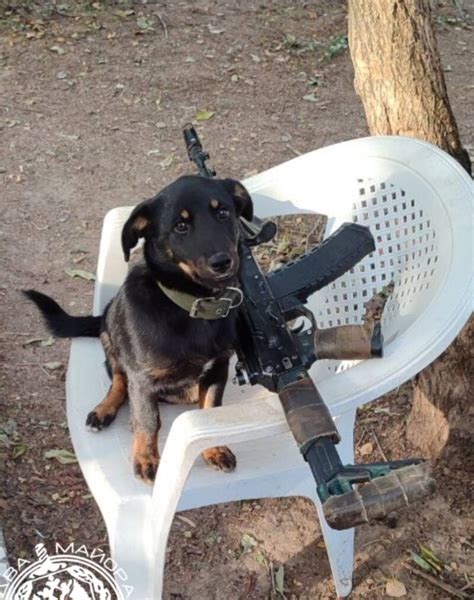 Неделя стала типичным проявлением пословицы «кому война кому мать родная — обзорная сводка