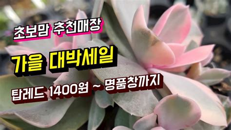 인천다육 ♦️신품종 다육이 많이 들어왔습니다 🔔010 5316 7402 🏡인천 남동구 호구포로400 Youtube