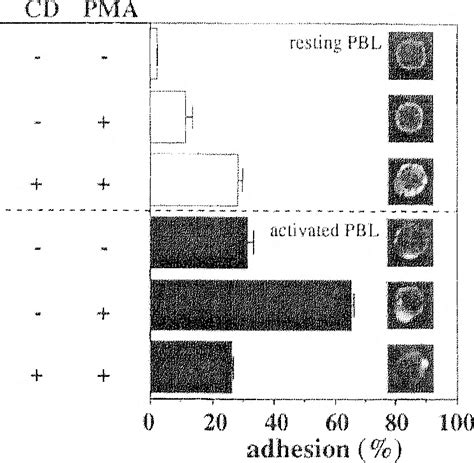 Figure 8 From Dual Role Of The Actin Cytoskeleton In Regulating Cell Adhesion Mediated By The