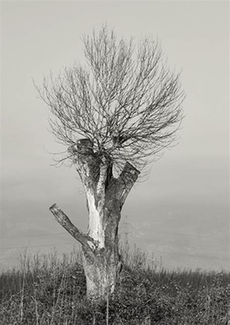 Naked Tree I