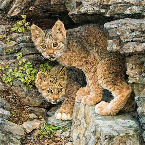 Bobcat Pattern Etsy Bobcat Pattern Etsy