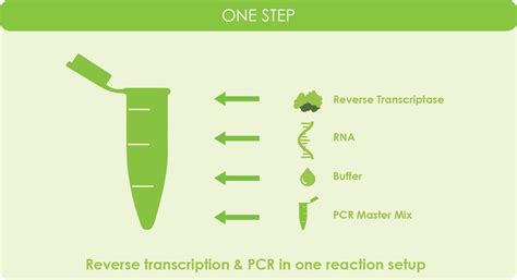 Reverse Transcriptase And Cdna Overview And Applications Goldbio