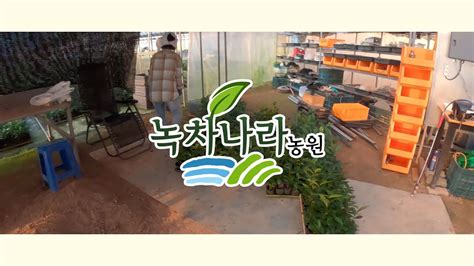 [녹차나라농원] 녹차묘목 출하 Youtube