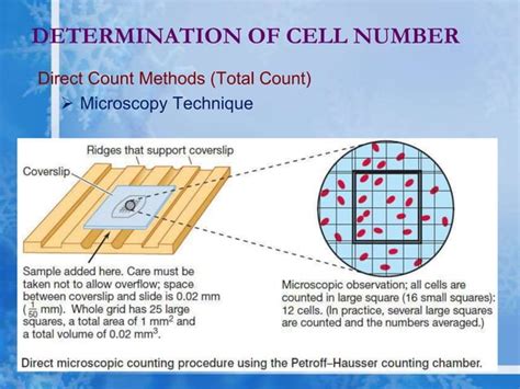 Bacterial Cells Enumeration Pptx Chemistry Science