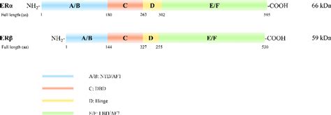 Structure Of Estrogen Receptors Ers Six Structural And Functional Download Scientific