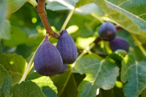 Complete Guide To Fig Tree Care Complete Guide To Fig Tree Care