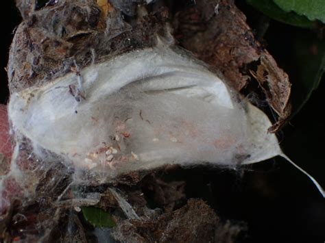 クサグモの卵のうから出てきたヒメカマキリモドキ 虫散歩