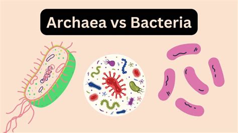 Archaea Vs Bacteria Definition Difference Examples Biology Notes