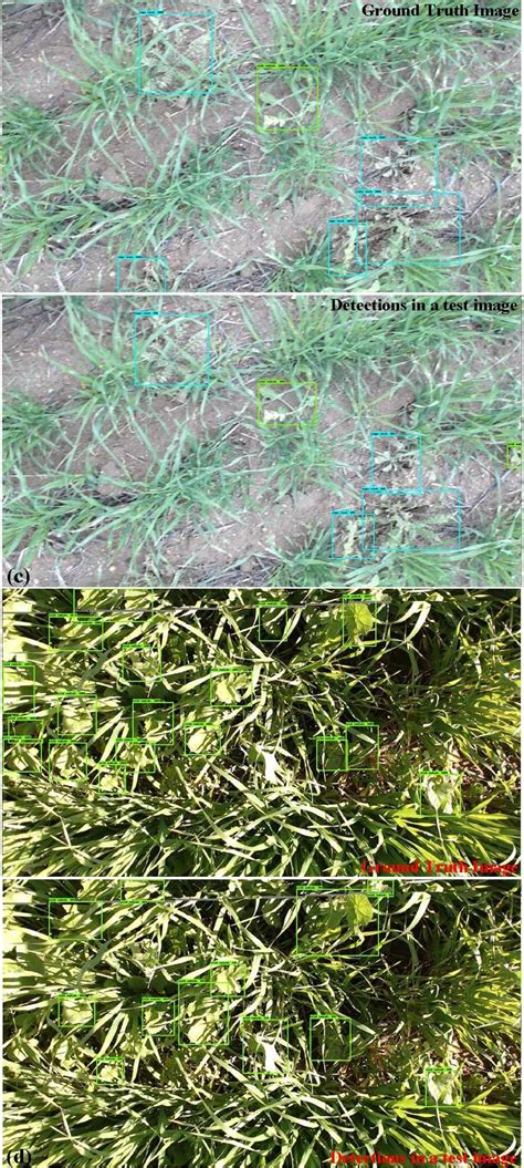 Ground True Images And Detections In Test Images After Applying The