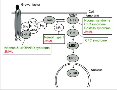 The Ras Signaling Pathway Relays Growth Signals From Activated Growth