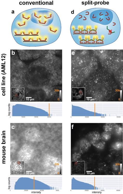 figure 1 from highly specific multiplexed rna imaging with split