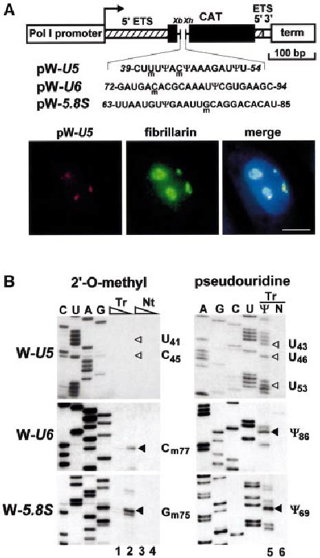 Nucleolar Expression And Modi®cation Of Mouse Ribosomal Minigene Download Scientific Diagram