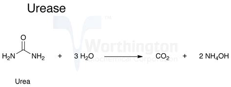 Urease Worthington Enzyme Manual